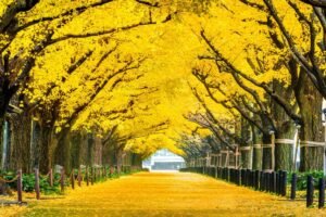 Exploring Yellow Spring Road Japan: A Photographic Journey - The New ...